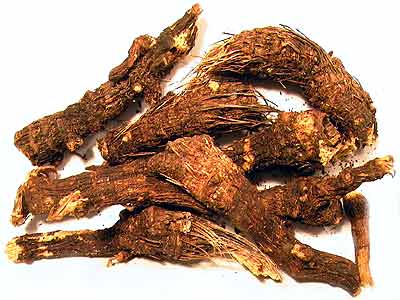 Osha Root Organic - Alchemy & Elixir Health Group